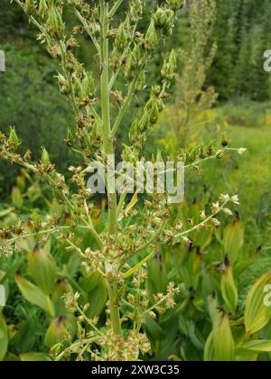 Corn Lily (Veratrum californicum) Plantae Stock Photo - Alamy