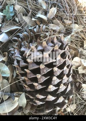 gray pine (Pinus sabiniana) Plantae Stock Photo - Alamy