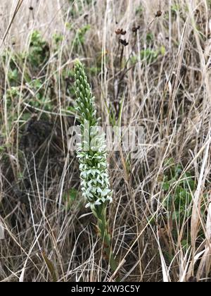 elegant piperia (Platanthera elegans elegans) Plantae Stock Photo - Alamy