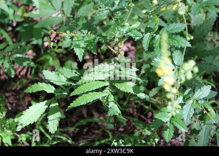 downy agrimony (Agrimonia pubescens) Plantae Stock Photo - Alamy
