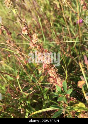 Clover Dodder (Cuscuta epithymum) Plantae Stock Photo - Alamy