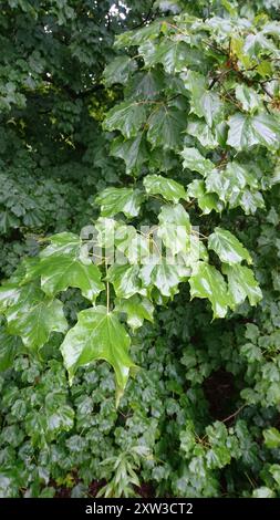 black maple (Acer nigrum) Plantae Stock Photo - Alamy