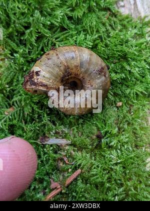 Robust Lancetooth Snail (Haplotrema vancouverense) Mollusca Stock Photo ...
