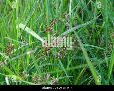 Brown Flatsedge (Cyperus fuscus) Plantae Stock Photo - Alamy