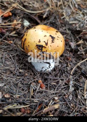 Winter Russula (Russula cremoricolor) Fungi Stock Photo - Alamy