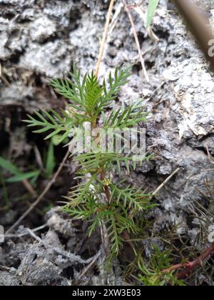 combleaf mermaidweed (Proserpinaca pectinata) Plantae Stock Photo - Alamy