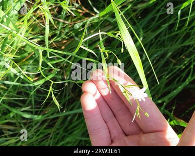 Marsh Bellflower (Palustricodon aparinoides) Plantae Stock Photo - Alamy