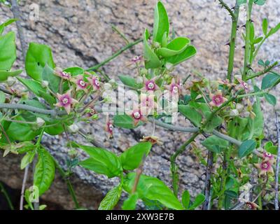 Indian Ipecac (Vincetoxicum indicum) Plantae Stock Photo - Alamy