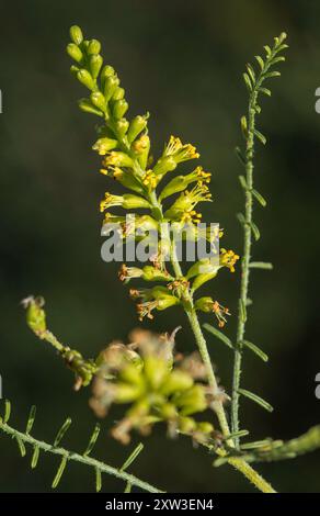 Common Dunebroom (Parryella filifolia) Plantae Stock Photo - Alamy