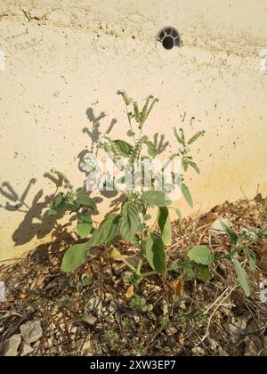 European heliotrope (Heliotropium europaeum) Plantae Stock Photo - Alamy