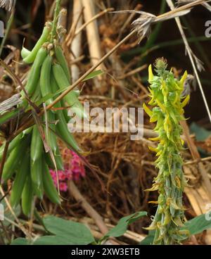 Streaked Rattlepod (Crotalaria pallida) Plantae Stock Photo - Alamy