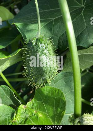 California manroot (Marah fabacea) Plantae Stock Photo - Alamy