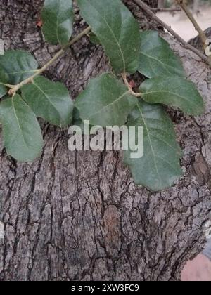gray oak (Quercus grisea) Plantae Stock Photo - Alamy