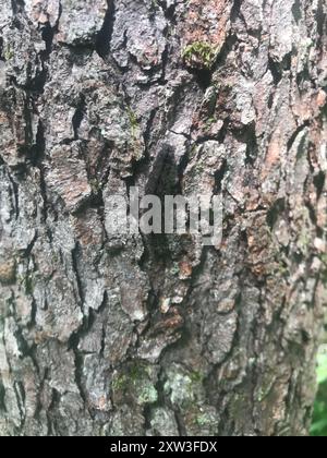 Cherry Dagger (Acronicta hasta) Insecta Stock Photo - Alamy