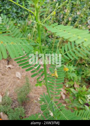bigpod sesbania (Sesbania herbacea) Plantae Stock Photo - Alamy