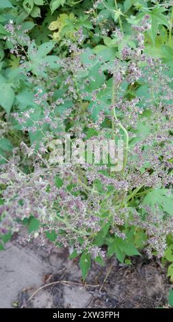 Japanese Hops (Humulus scandens) Plantae Stock Photo - Alamy
