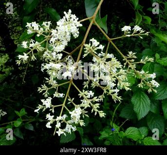 Nilgiri Privet (Ligustrum robustum perrottetii) Plantae Stock Photo - Alamy