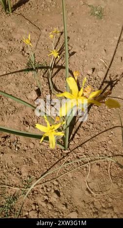 Pale Tulp (Moraea pallida) Plantae Stock Photo - Alamy