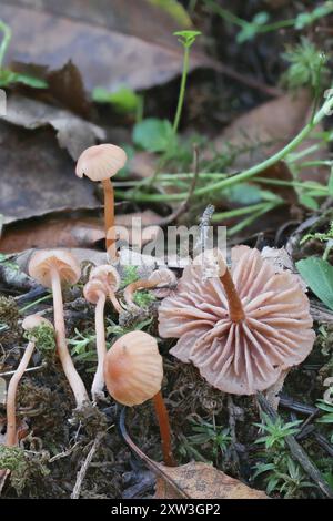 (Laccaria ohiensis) Fungi Stock Photo - Alamy