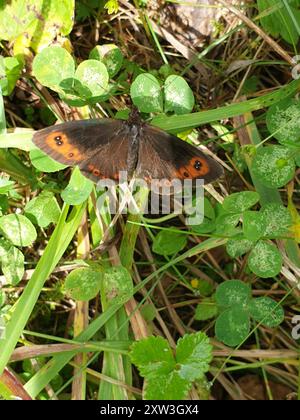 Scotch Argus (Erebia aethiops) Insecta Stock Photo - Alamy