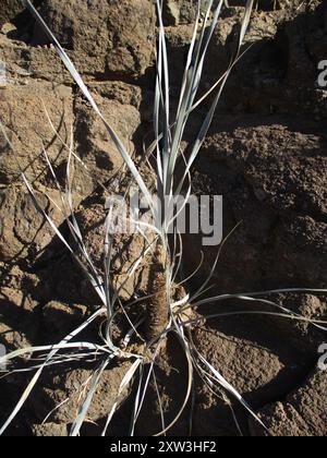 (Xerophyta hirtiflora) Plantae Stock Photo - Alamy