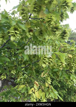 Eastern Hornbeam (Carpinus orientalis) Plantae Stock Photo - Alamy