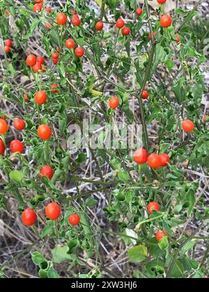 bird pepper (Capsicum annuum glabriusculum) Plantae Stock Photo - Alamy