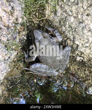 Greek frog (Rana graeca) Amphibia Stock Photo - Alamy