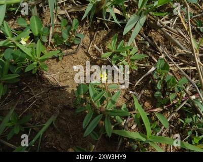 (Polygala arvensis) Plantae Stock Photo - Alamy