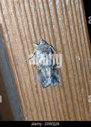 Plusiine Looper Moths (Plusiinae), Insecta, Athol, MA, USA Stock Photo ...