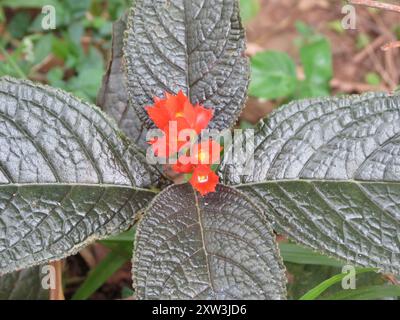 Sunset Bells (Chrysothemis pulchella) Plantae Stock Photo - Alamy
