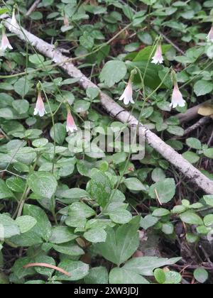 Twinflower (Linnaea borealis) Plantae Stock Photo - Alamy