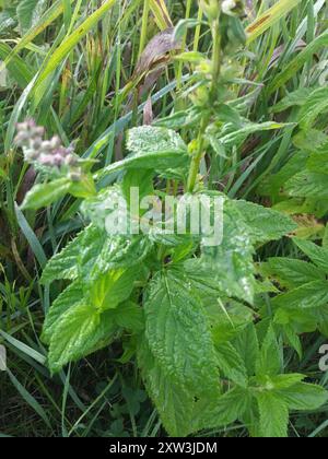 American germander (Teucrium canadense) Plantae Stock Photo - Alamy