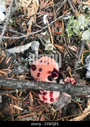 Red-juice Tooth (Hydnellum peckii) Fungi Stock Photo - Alamy