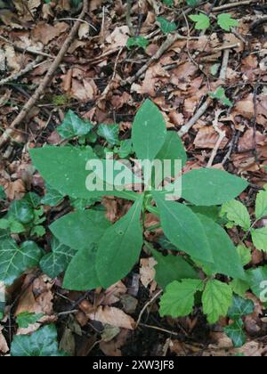 purple lettuce (Prenanthes purpurea) Plantae Stock Photo - Alamy