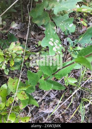 white boneset (Eupatorium album) Plantae Stock Photo - Alamy