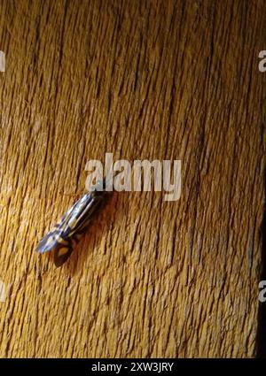 Zebra Caddisfly (Macrostemum zebratum) Insecta Stock Photo - Alamy
