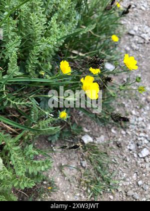 Ross' Avens (Geum rossii) Plantae Stock Photo - Alamy