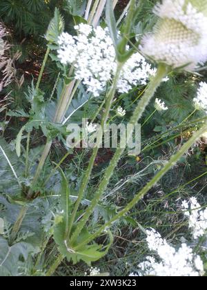 cutleaf teasel (Dipsacus laciniatus) Plantae Stock Photo - Alamy