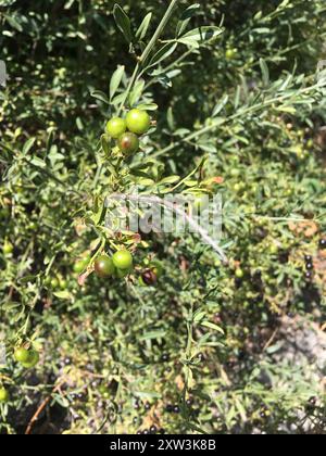 Wild Jasmine (Chrysojasminum fruticans) Plantae Stock Photo - Alamy