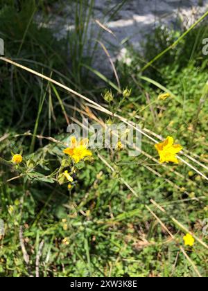 slender cinquefoil (Potentilla gracilis) Plantae Stock Photo - Alamy