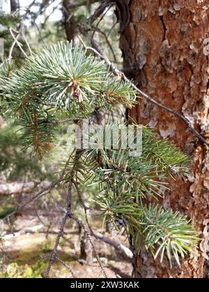 Engelmann spruce (Picea engelmannii), Plantae, Summit, Colorado, United ...