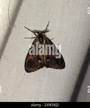 Douglas-fir tussock moth (Orgyia pseudotsugata) Insecta Stock Photo - Alamy