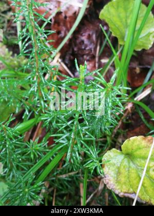 heath family (Ericaceae) Plantae Stock Photo - Alamy