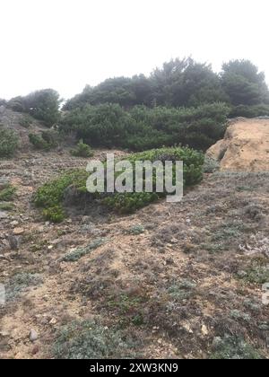 Shore Pine (Pinus contorta contorta) Plantae Stock Photo - Alamy