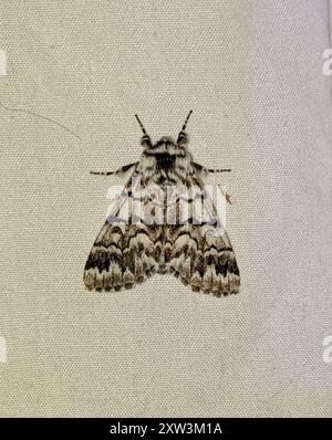 Western Panthea Moth (Panthea virginarius) Insecta Stock Photo - Alamy