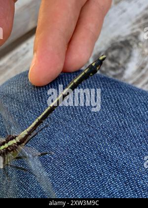 Black-shouldered Spinyleg (Dromogomphus spinosus) Insecta Stock Photo ...