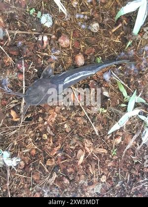 Walking Catfish (Clarias batrachus) Actinopterygii Stock Photo - Alamy