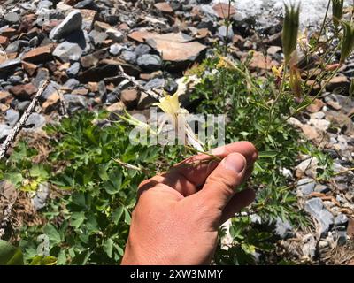 Sierra Columbine (Aquilegia pubescens) Plantae Stock Photo - Alamy
