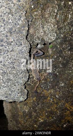 Edward's Bark Scorpion (Centruroides edwardsii) Arachnida Stock Photo ...